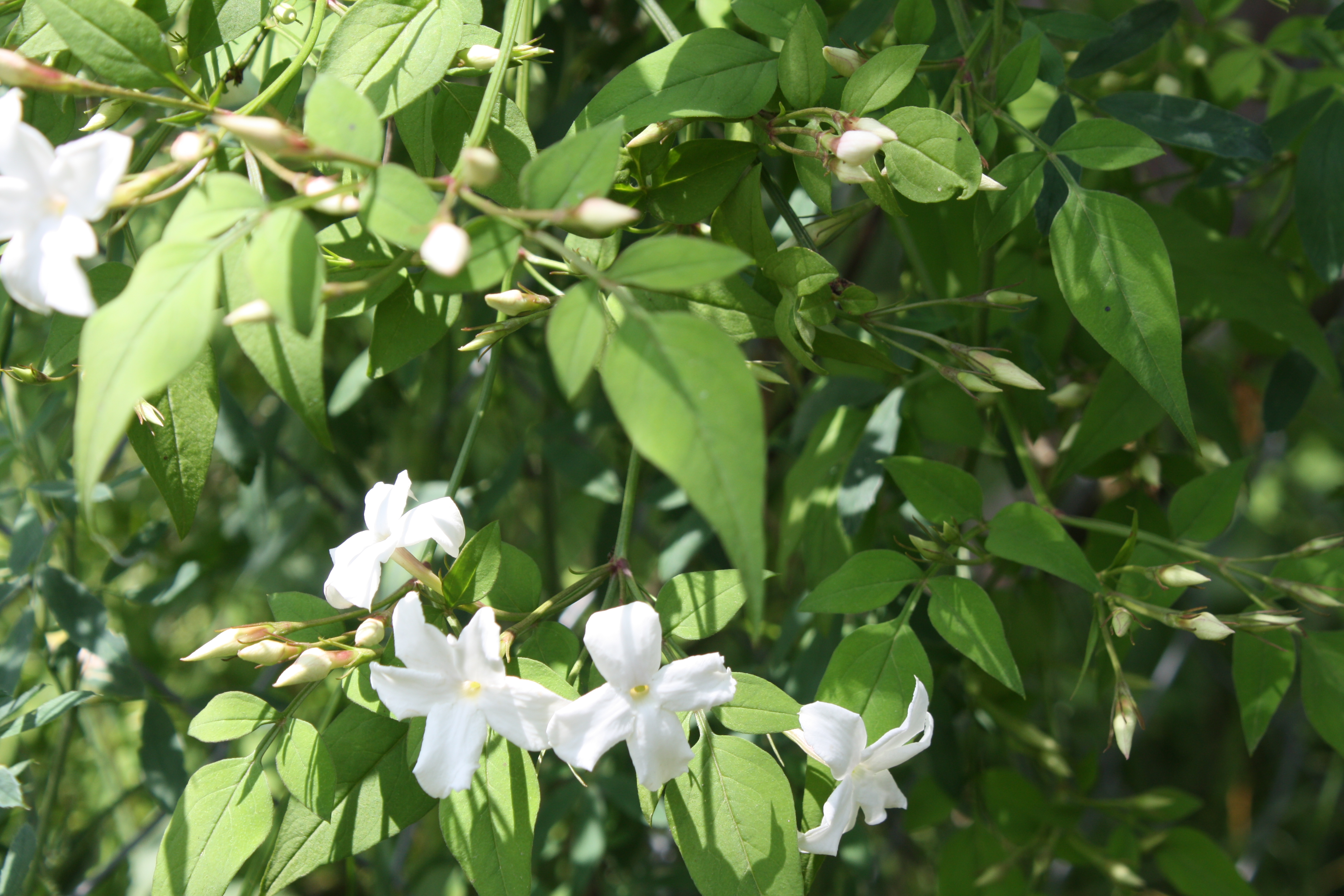 Jasmin officinal, Jasmin blanc – Pépinière Les Vagabondes à Catus dans ...