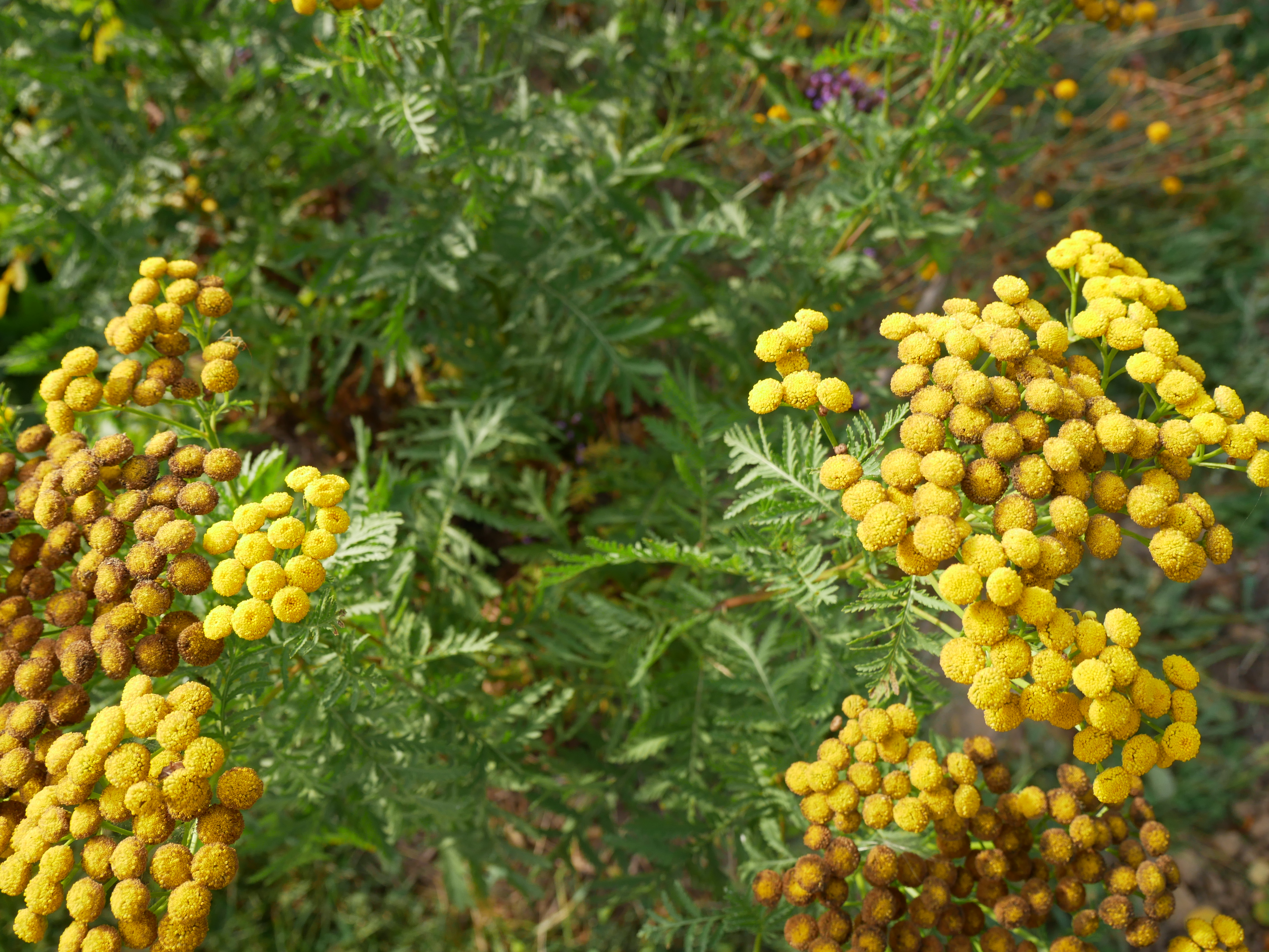Tanaisie, Herbe aux vers, Sent-bon – Pépinière Les Vagabondes à Catus ...